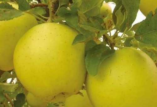 Саженцы яблони гольден оптом