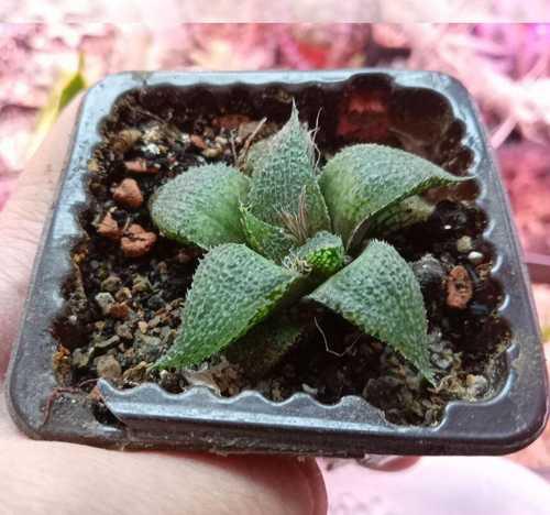 Haworthia esterhuizenii