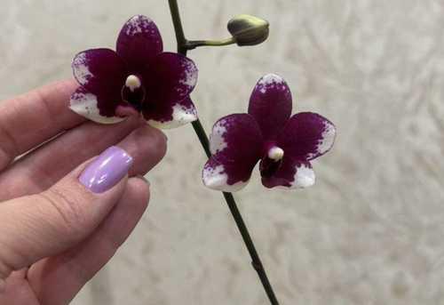 Азиатская орхидея