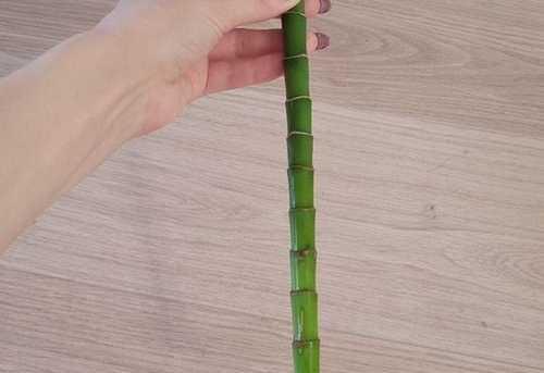 Зеленый ствол бамбука