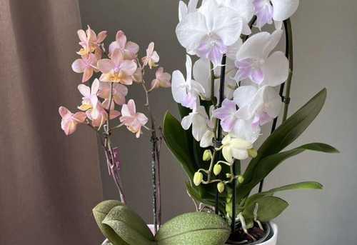 Ароматная орхидея подарок