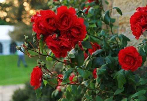 Роза плетистая красная