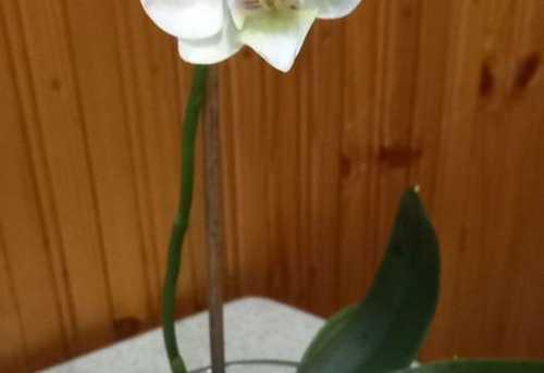 Орхидея фаленопсис продам или обменяю