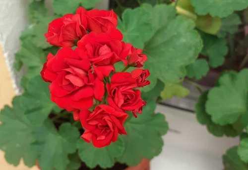 Rosebud Red пеларгония герань