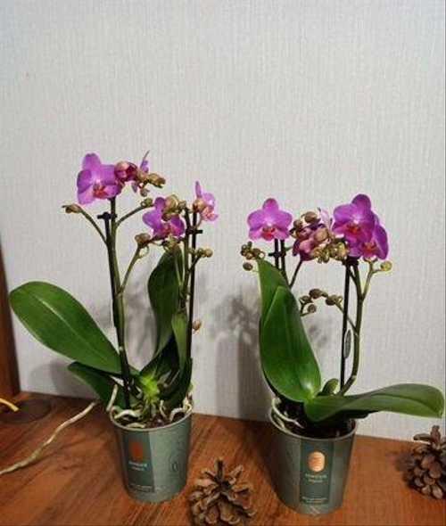 Орхидея мультифлора Розовый Фламинго Арома, 2 ств