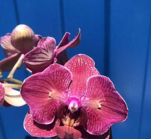 Орхидея фаленопсис пелор, бабочка