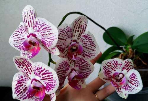 Орхидея Mariola с деткой