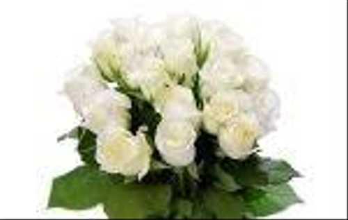 Букет из 19 белых роз, цветы доставка