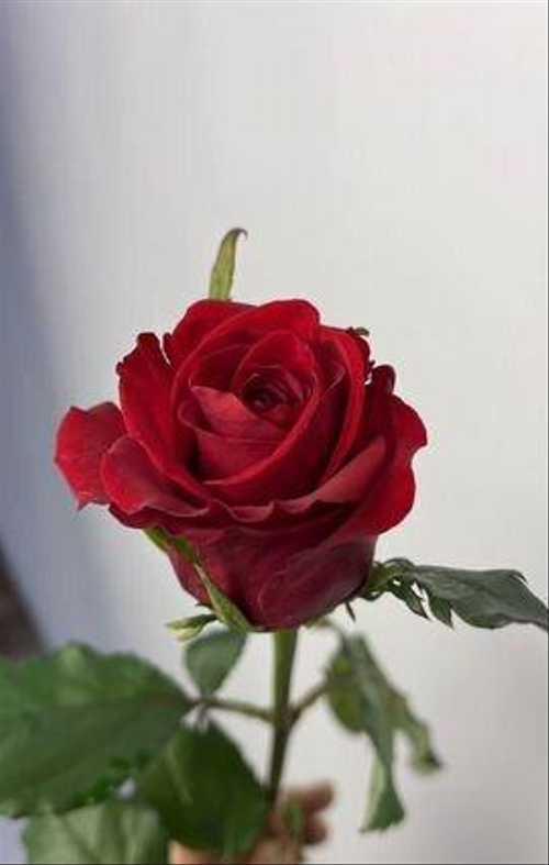 Букет из цветов роза красная, белая, розовая