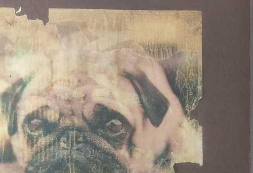Альбом с открытками собак времён СССР