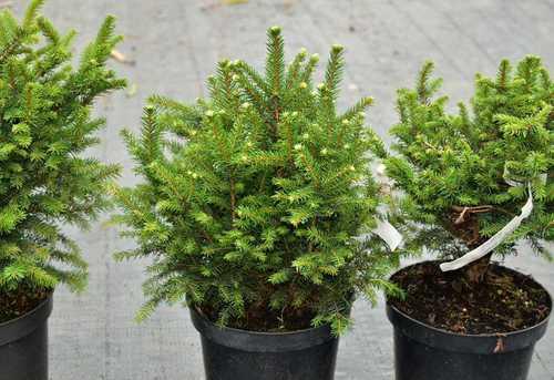 Ель сербская Карел (Picea omorika Karel)