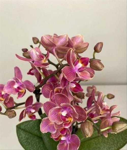 Орхидея фаленопсис бабочка ароматная