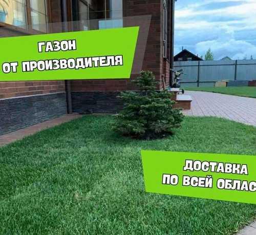 Рулонный газон, газон посевной