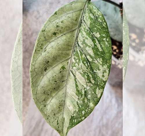 Хойя Coriacea Silver