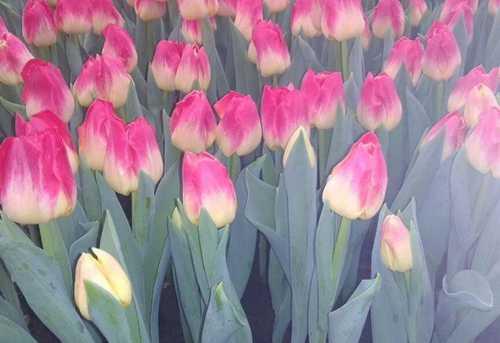 Букеты тюльпанов к 8 марта