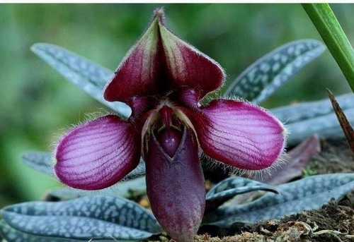 Орхидеи Башмачки