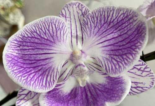 Орхидея Биглип