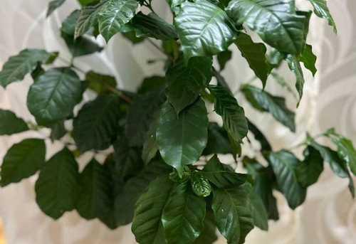 Кофе арабика растение