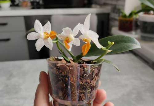 Орхидея фаленопсис Мини марк