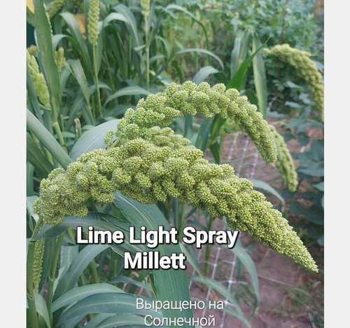 Сетария Lime Light Spray Millet, семена