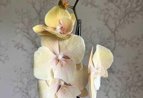 Орхидея цветущая биглип