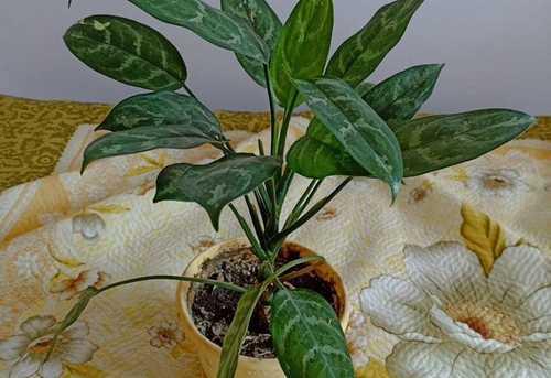 Аглаонема комнатное растение