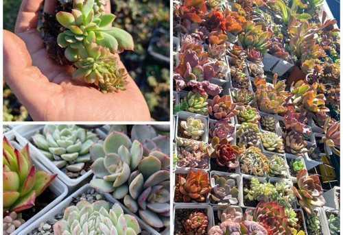 Суккуленты эчеверии echeveria кристатные набор