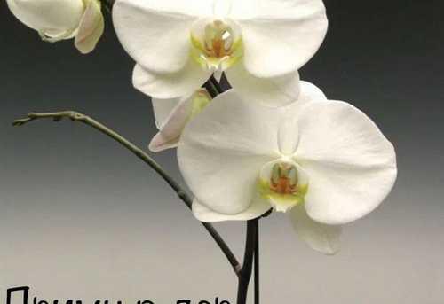 Приму в дар отцветшие или больные орхидеи