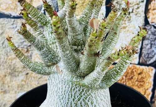 Adenium obesum "Baobab"