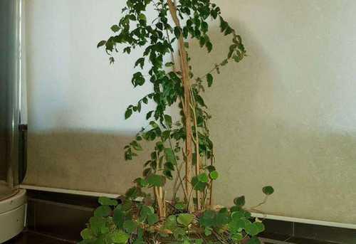 Растение для дома Бирючина китайская и Кислица