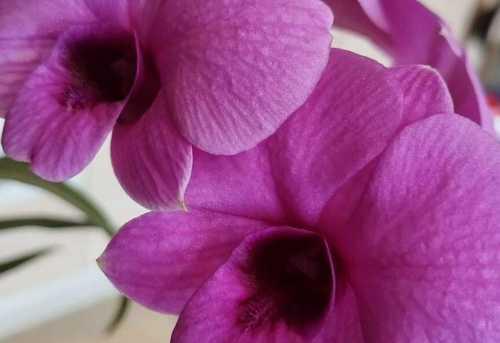Орхидея дендробиум фаленопсис (детка)