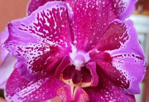 Орхидея фаленопсис Эми