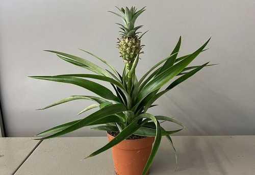 Растение ананас амиго