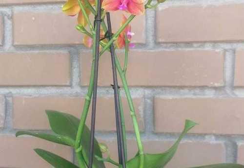 Орхидея фаленопсис Bolgheri