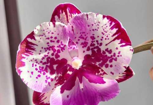 Орхидея Фаленопсис Chia-Shing Hot Kiss 'Miki'