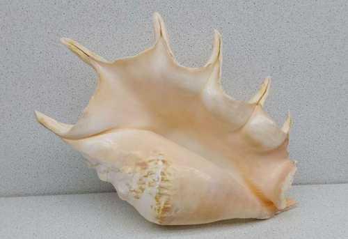Ламбис Трунката 24,3 морская ракушка раковина