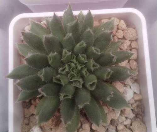 Молодило. Sempervivum Tectorum Oddity