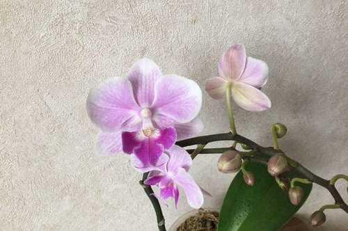 Орхидея Акцент цветет