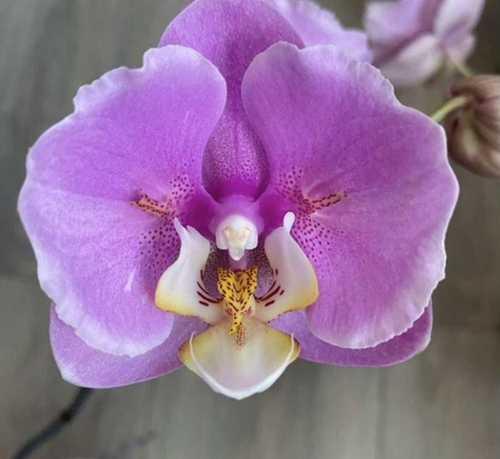 Орхидея фаленопсис бабочка Taisuko Anna