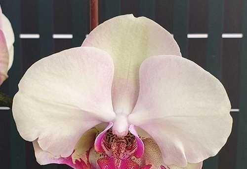 Орхидея Phal. Miki Peach '3175' (peloric)