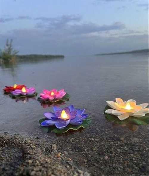Цветы в пруд. Лотосы-фонарики