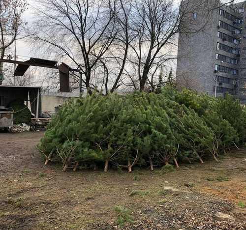 Сосна новогодняя 250 - 300 сантиметров