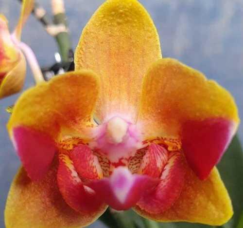 Орхидея коллекционная мутация формы