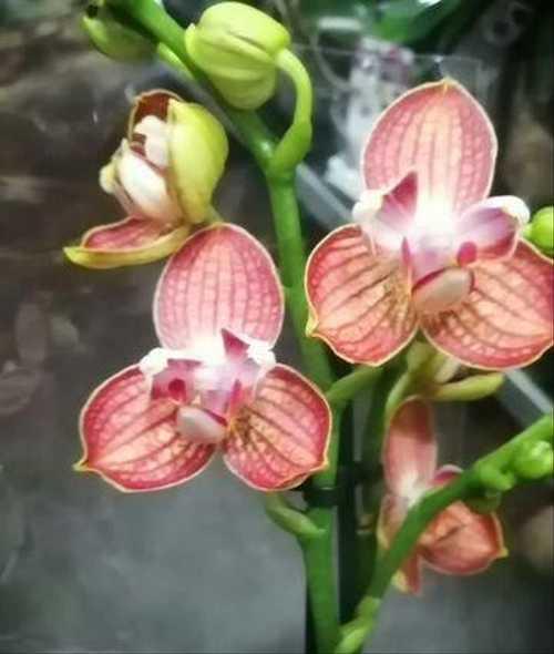 Фаленопсис трилипс гибрид 644 орхидея