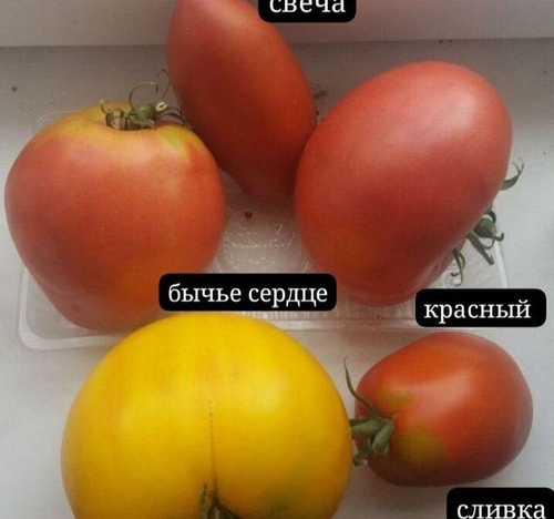 Старые сорта забайкальских томатов СССР(семена)
