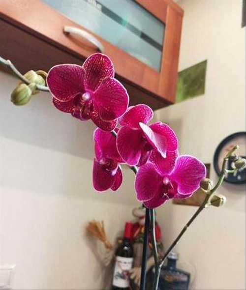 Орхидея фаленопсис несколько штук