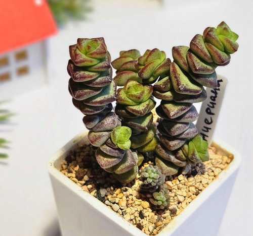Суккуленты: Crassula Marnieriana - Крассула Марнье