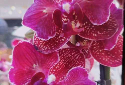 Орхидея фаленопсис бабочка Черри бомб