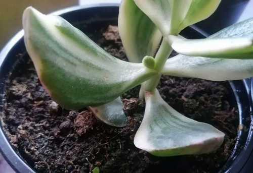 Crassula ovata ‘Tricolor’ — Крассула Триколор