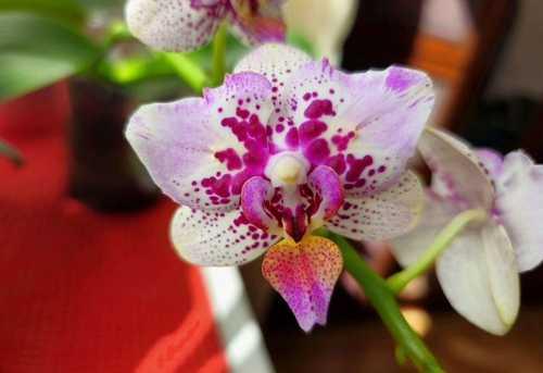 Орхидея фаленопсис Pink Mary